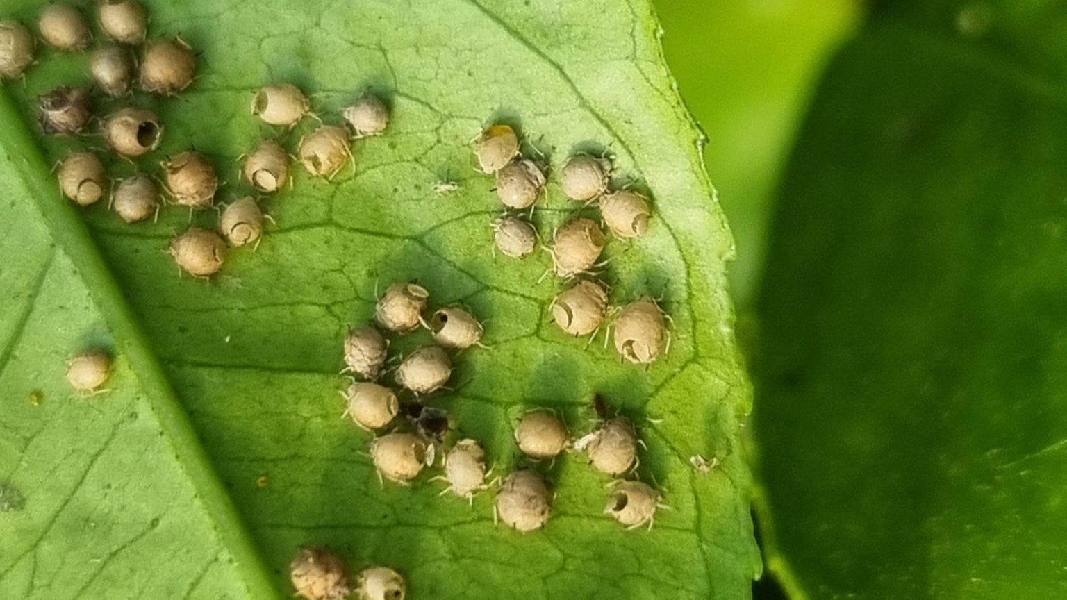 Bugs and substrate wk 21 – Berry Konsult