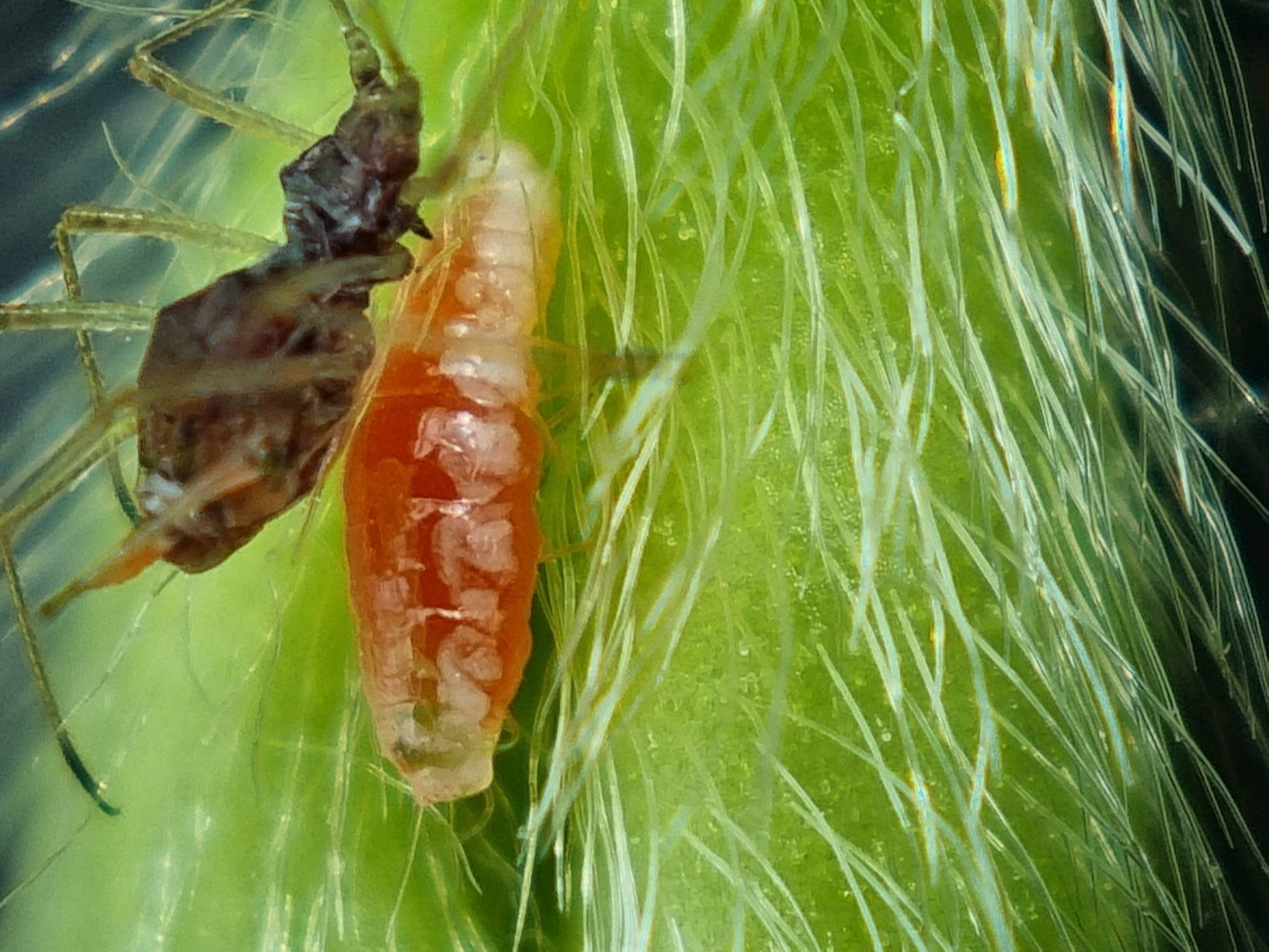 Bugs and substrate wk 21 – Berry Konsult