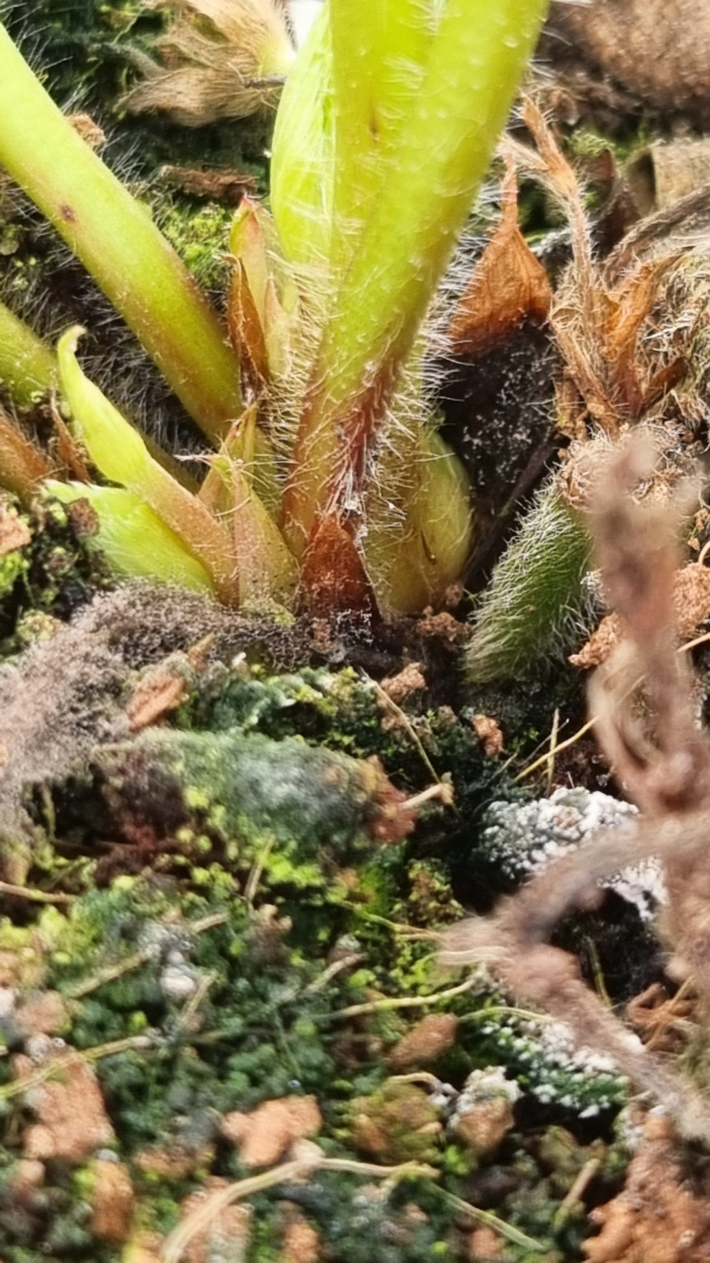 Planting depth – Berry Konsult