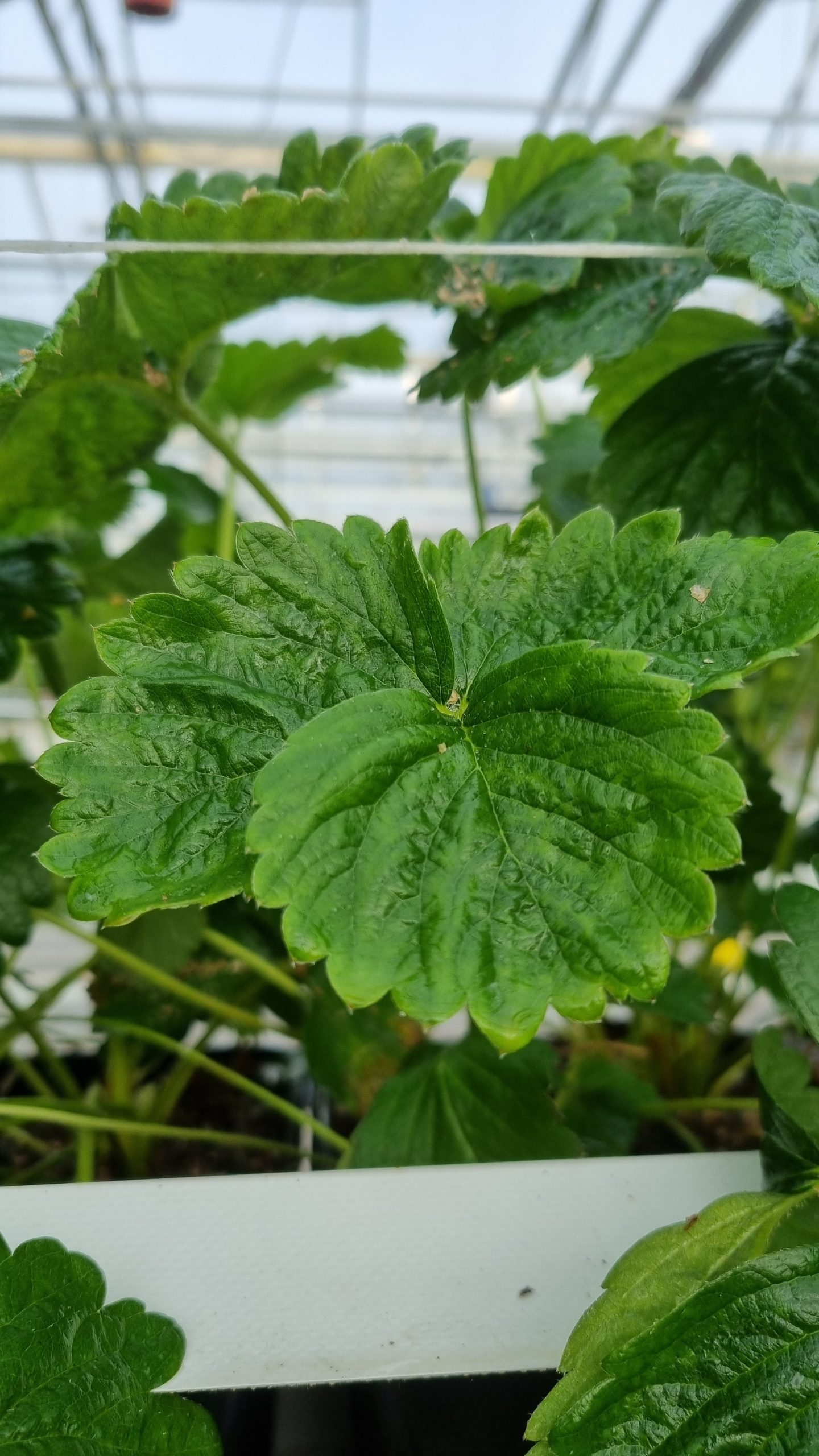 Cyclamen – strawberry mite – Berry Konsult